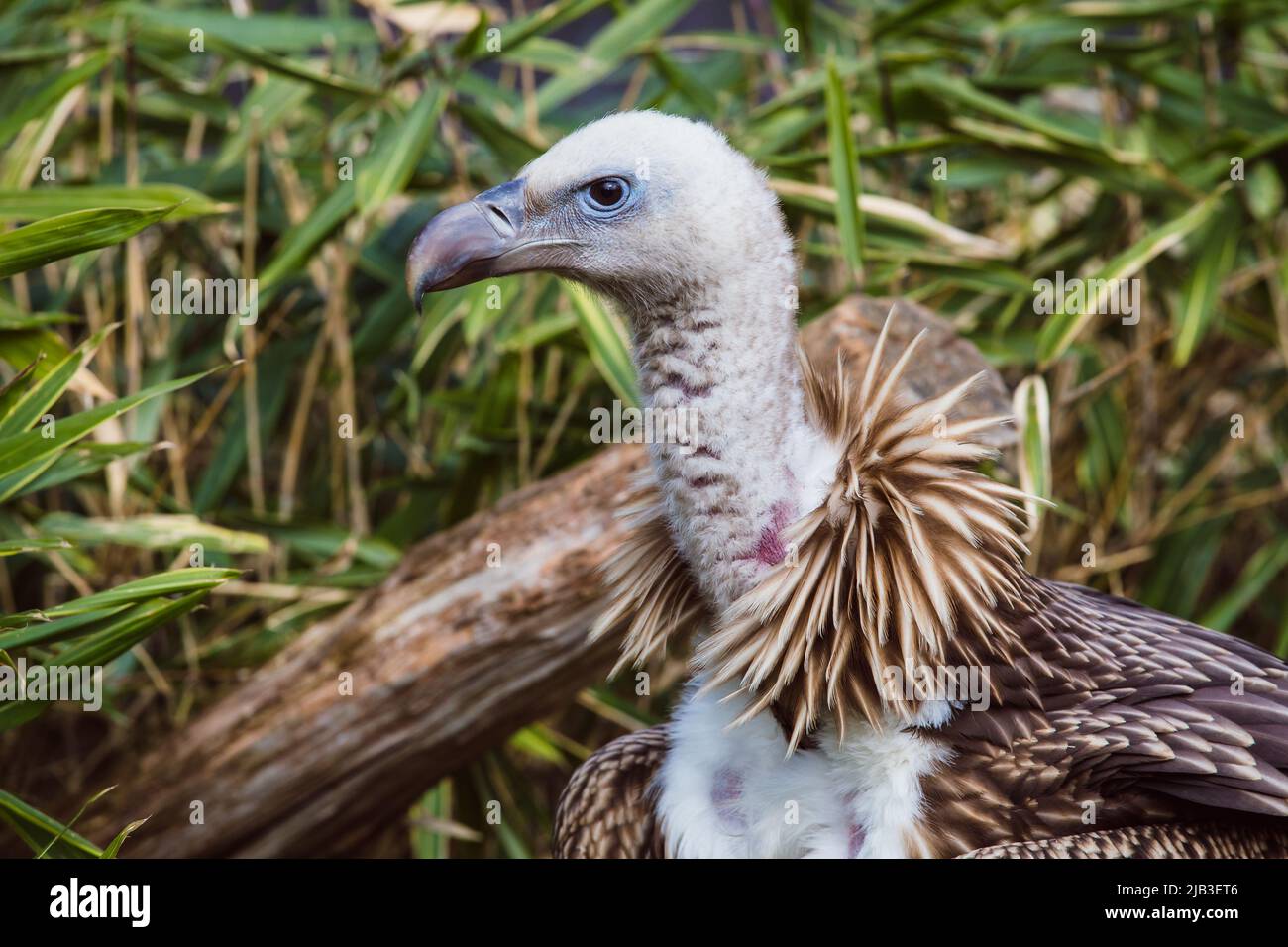 vulture awakens horror from sight Stock Photo - Alamy