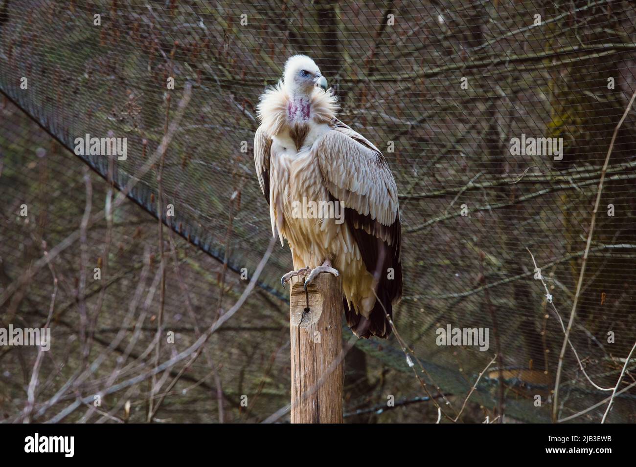 vulture awakens horror from sight Stock Photo - Alamy