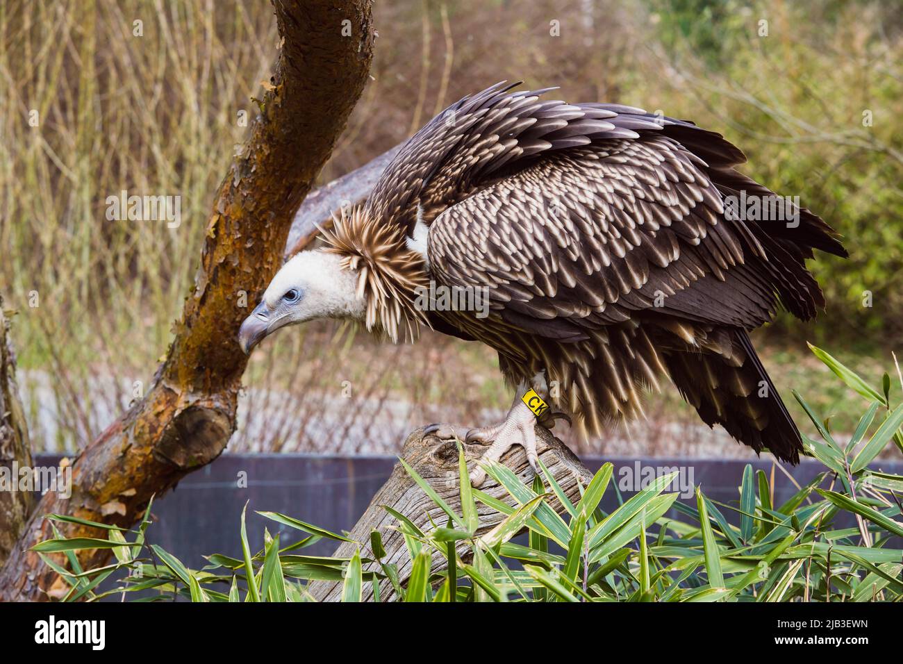vulture awakens horror from sight Stock Photo - Alamy