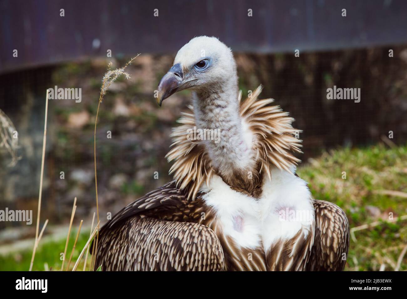 vulture awakens horror from sight Stock Photo - Alamy