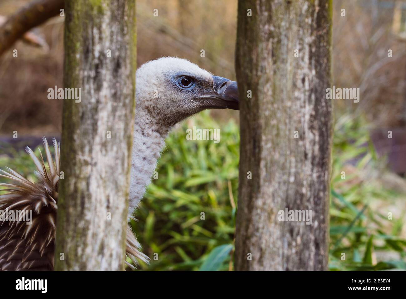 vulture awakens horror from sight Stock Photo - Alamy