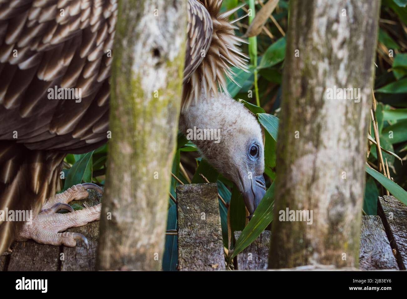 vulture awakens horror from sight Stock Photo - Alamy
