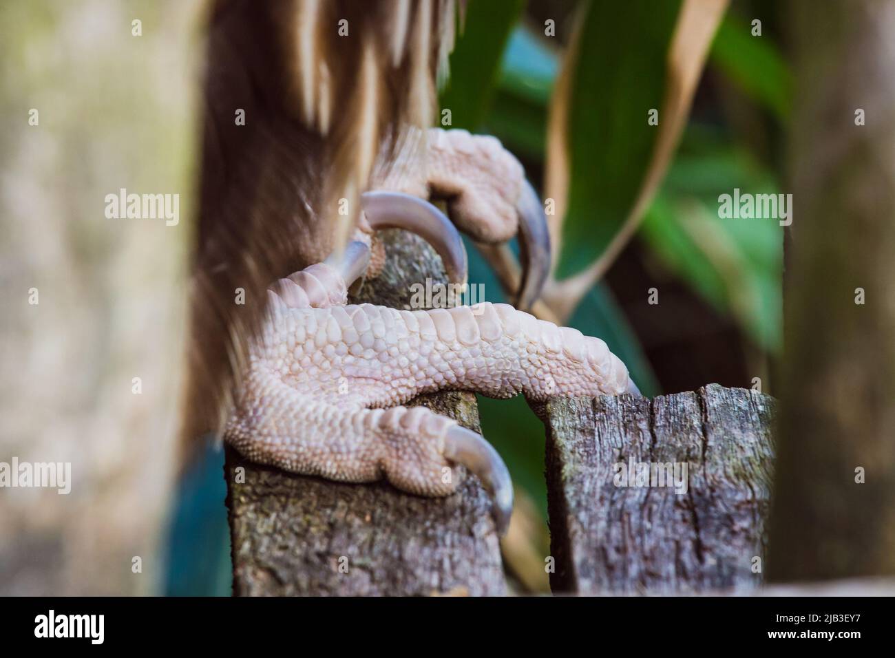 vulture awakens horror from sight Stock Photo - Alamy
