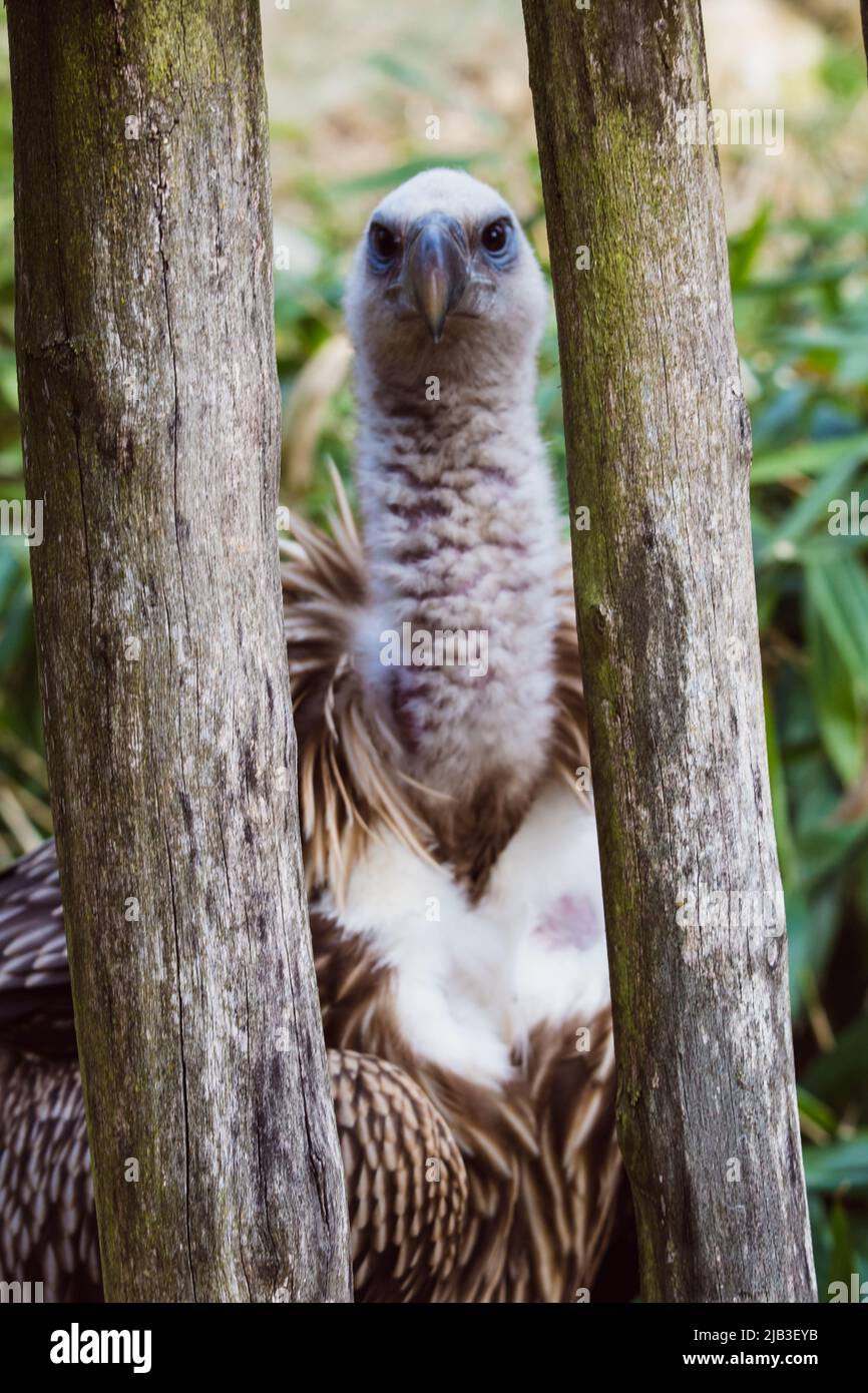 vulture awakens horror from sight Stock Photo - Alamy
