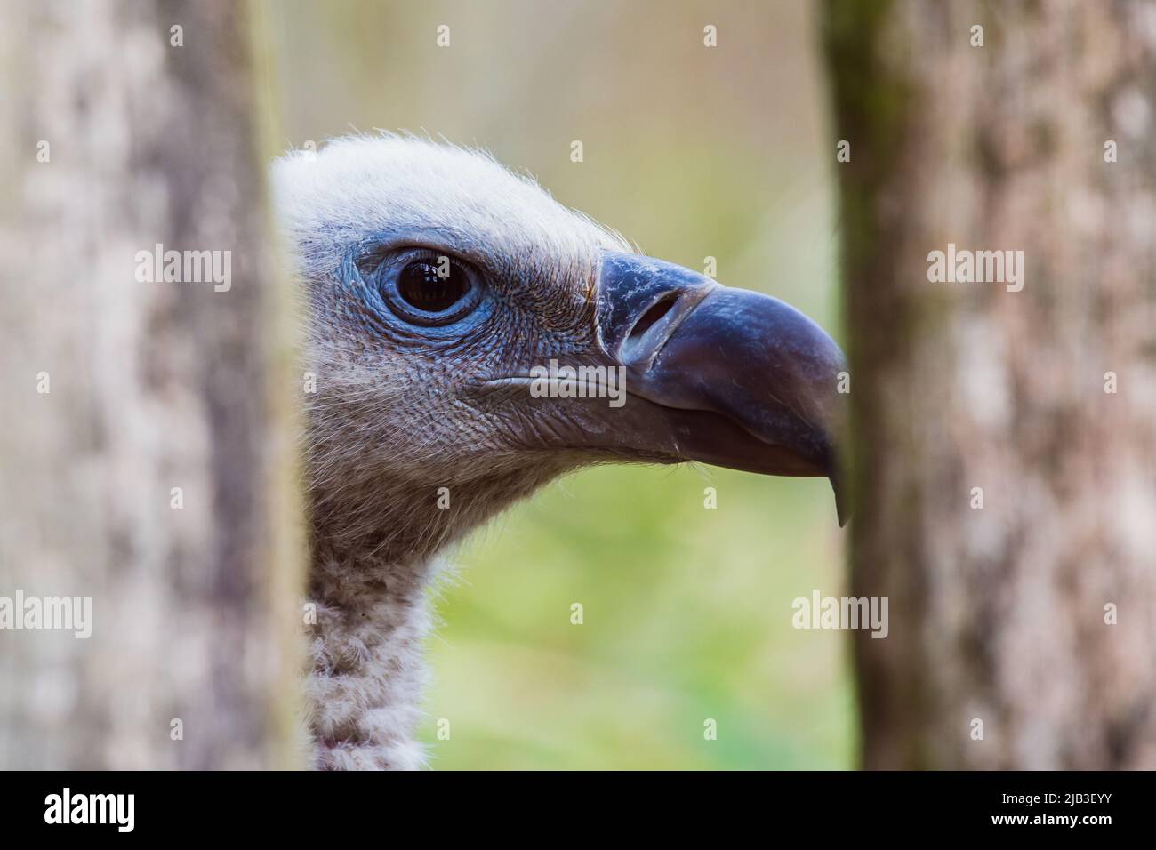 vulture awakens horror from sight Stock Photo - Alamy