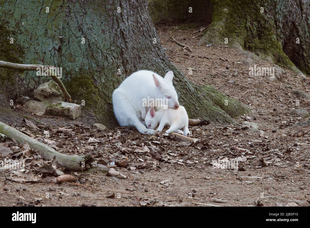 A rare white kangaroo in a zoo in the Czech Republic Stock Photo - Alamy