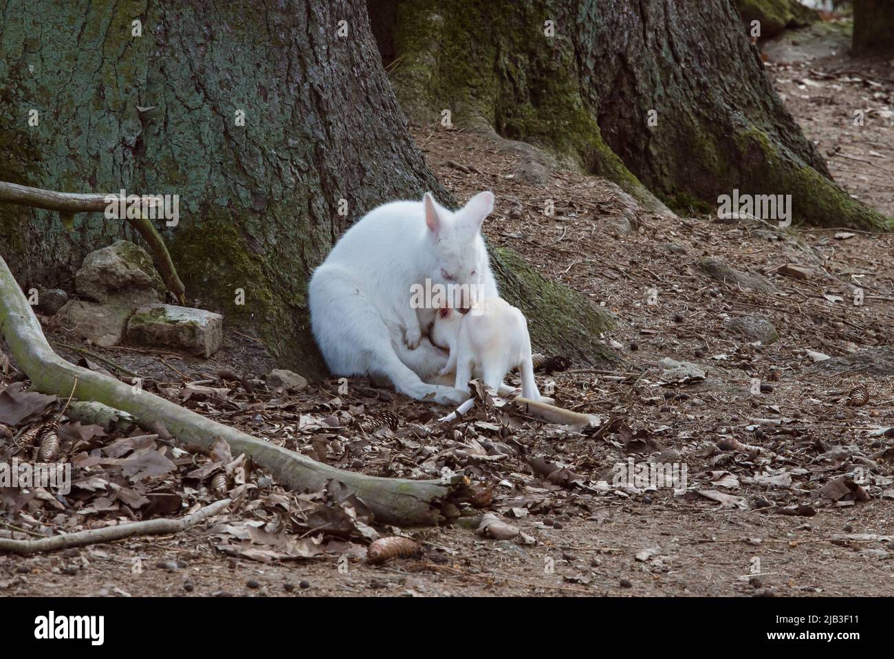 A rare white kangaroo in a zoo in the Czech Republic Stock Photo - Alamy