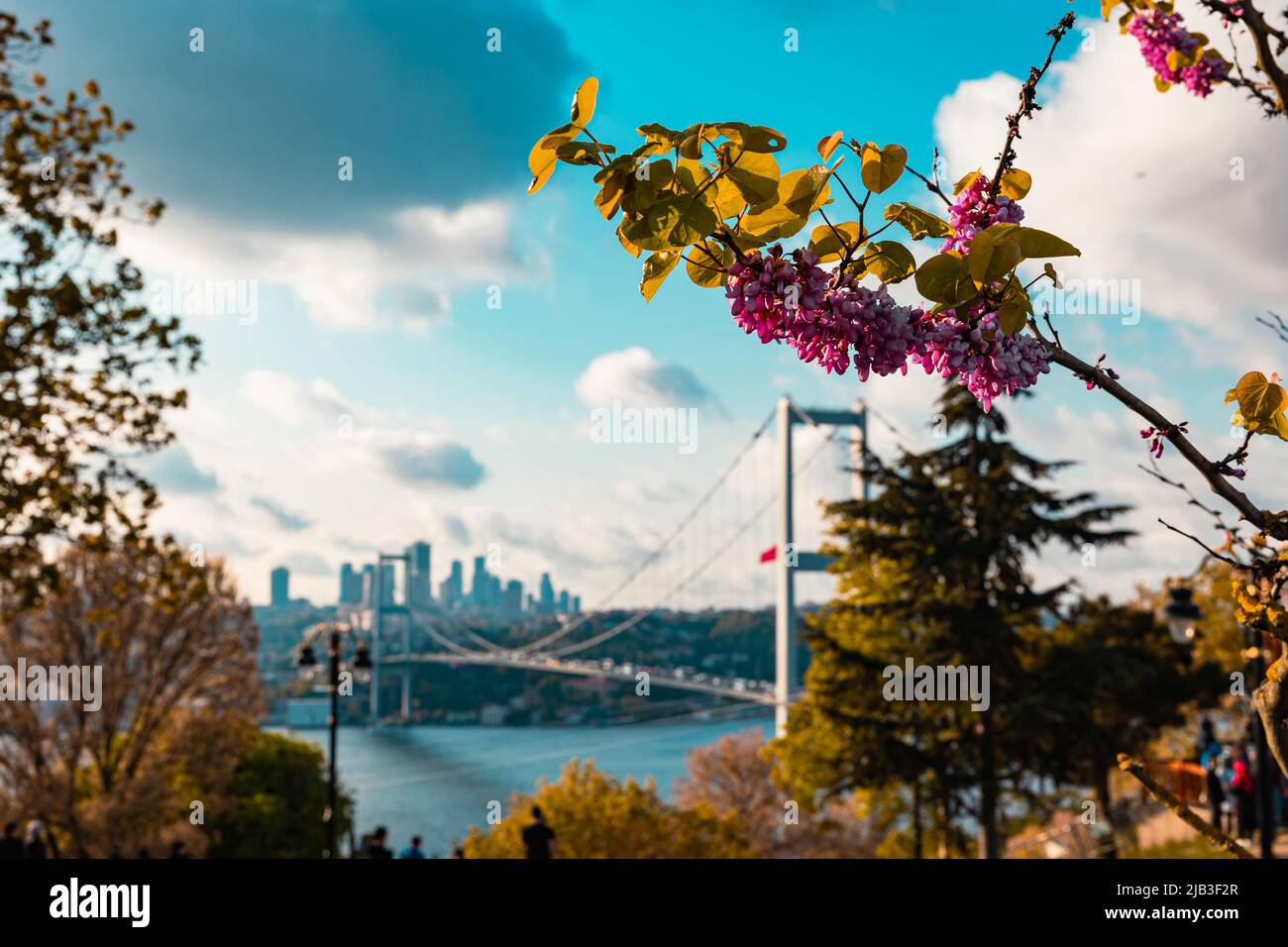 Istanbul in spring. Cityscape of Istanbul and judas tree or erguvan in ...