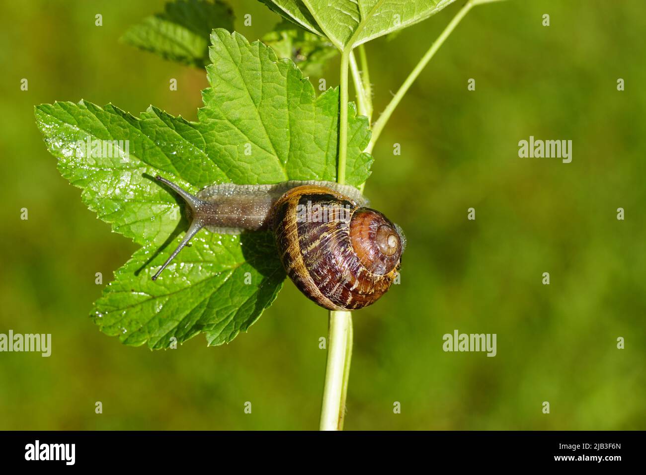 Garden snail (Cornu aspersum) crawling on a twig and leaf of currant ...