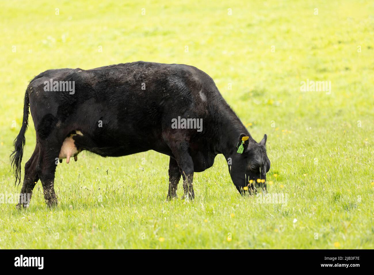 black cow grazing on fresh summer green grass Stock Photo - Alamy