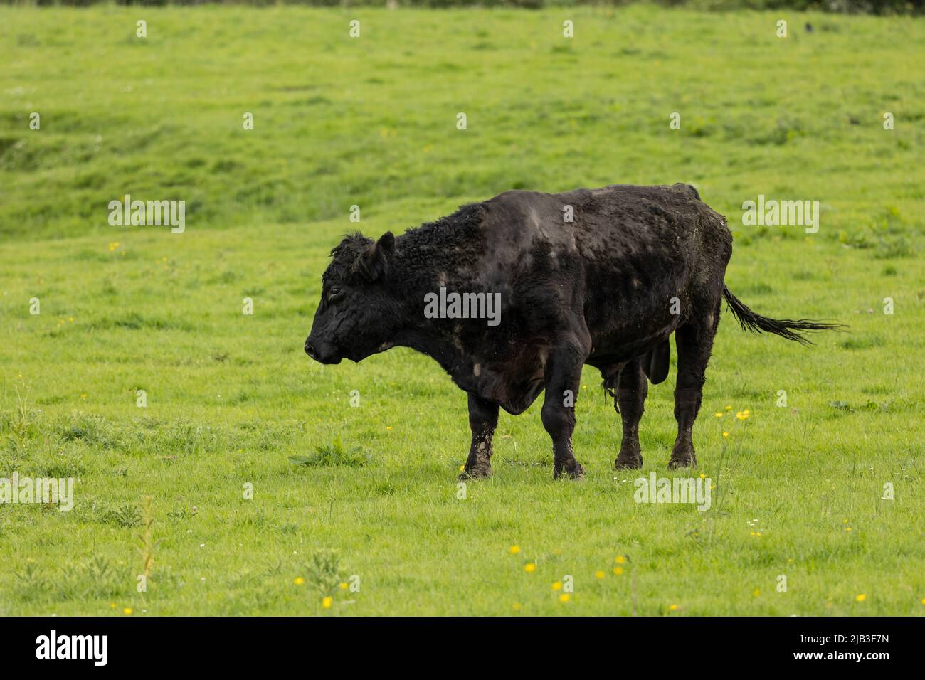 Stud bull hi-res stock photography and images - Alamy