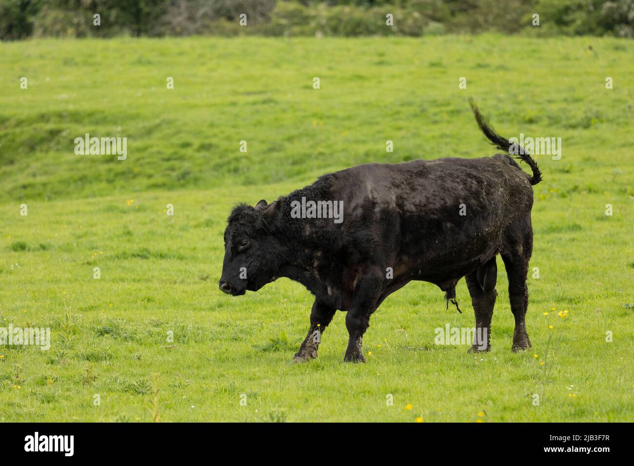 Stud bull hi-res stock photography and images - Alamy
