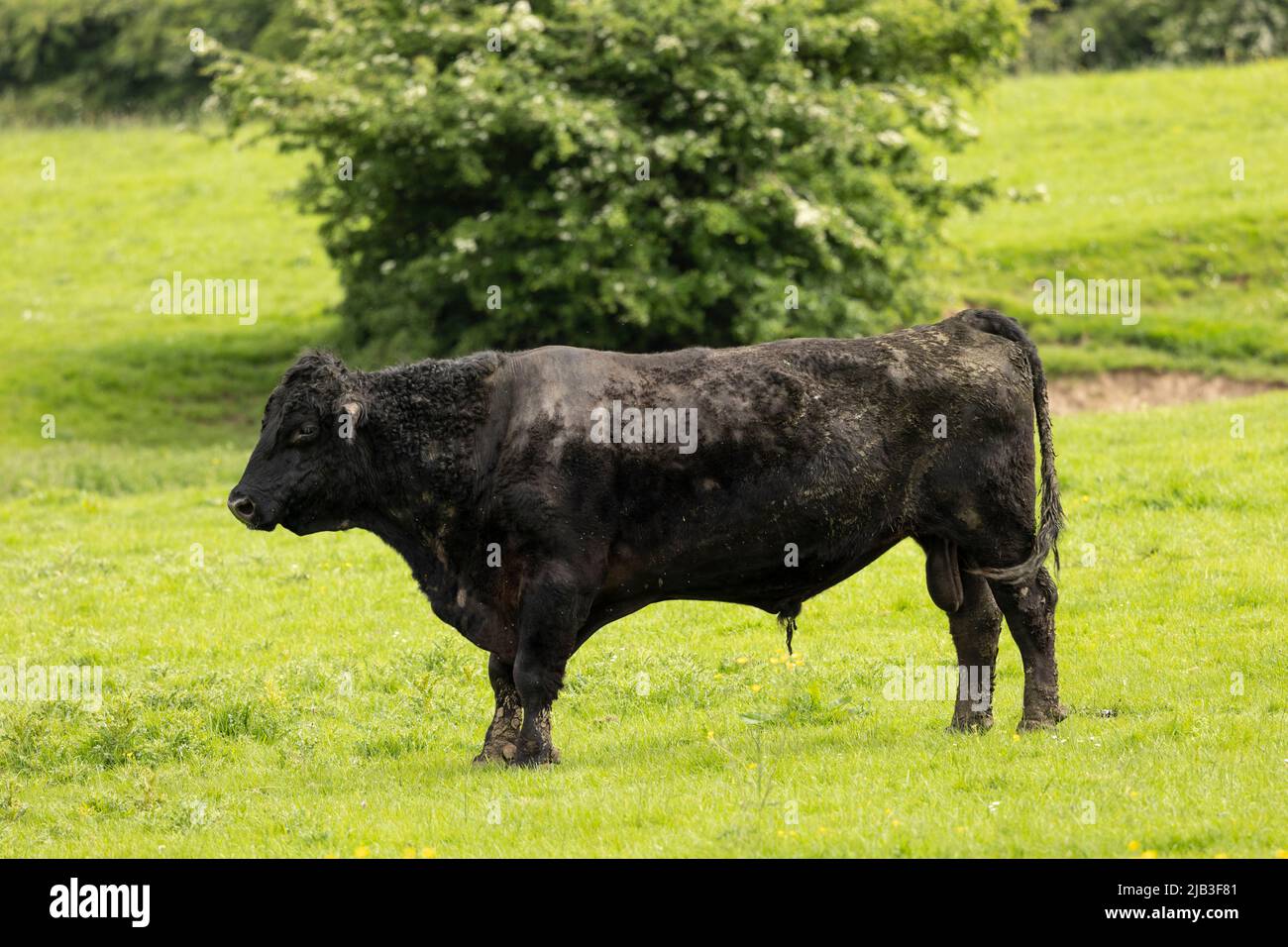 Stud bull hi-res stock photography and images - Alamy