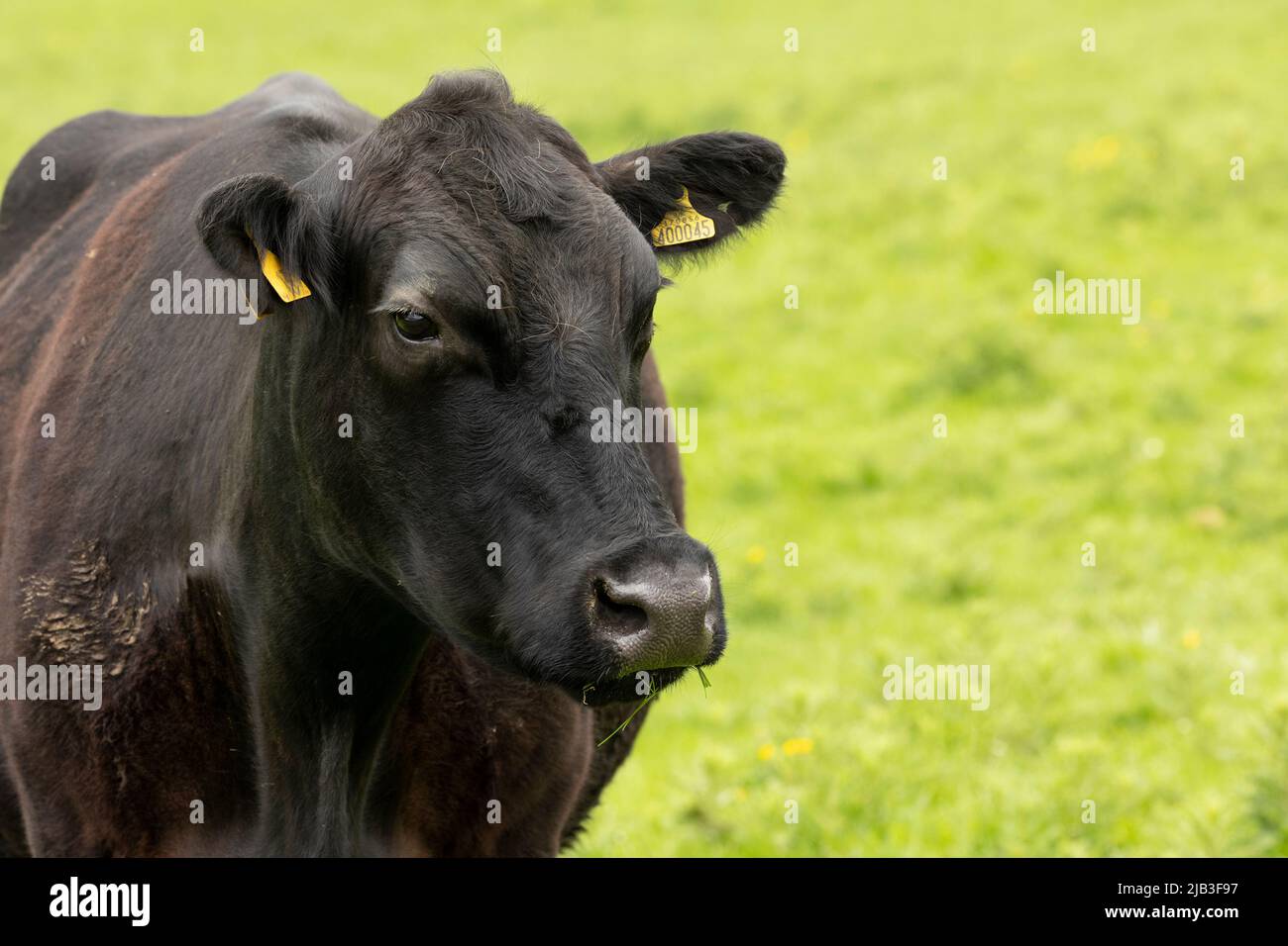Forward facing cow hi-res stock photography and images - Alamy