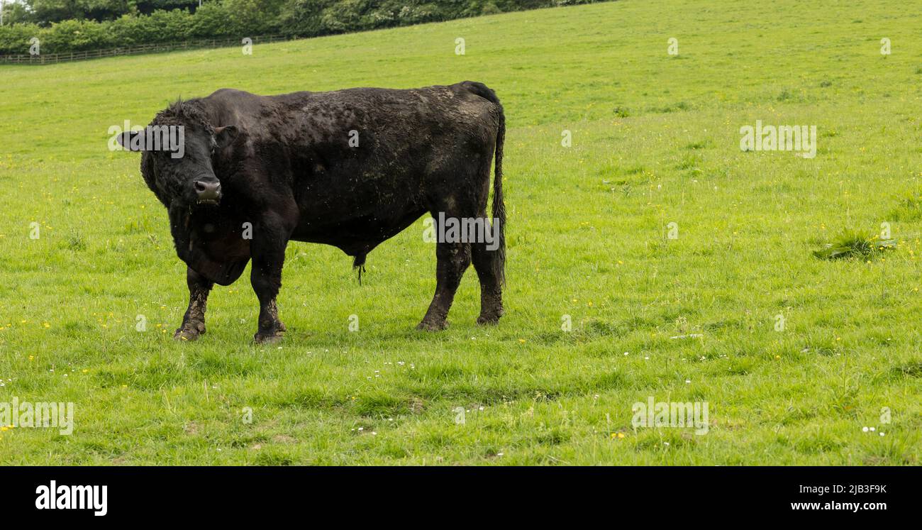 Beef bull hi-res stock photography and images - Alamy