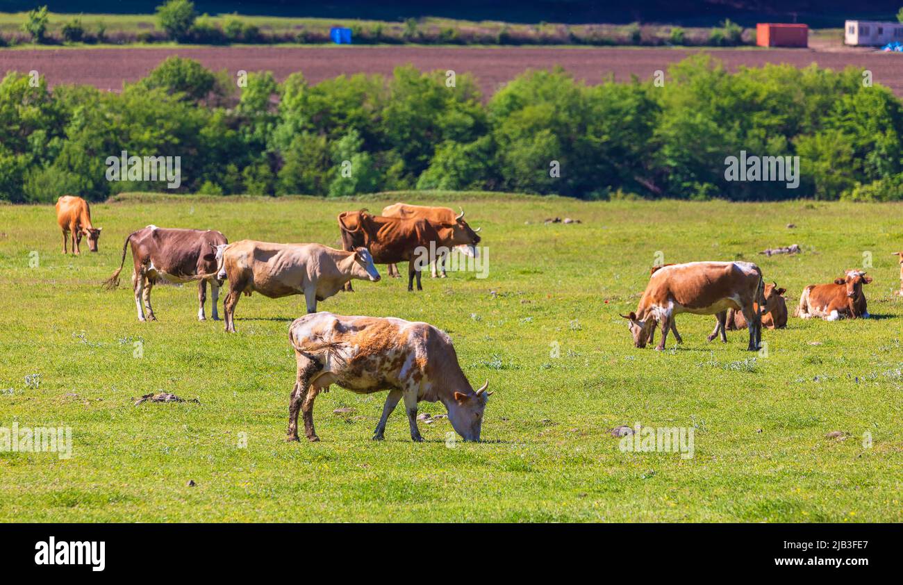 Cows grazing on lawn hi-res stock photography and images - Alamy