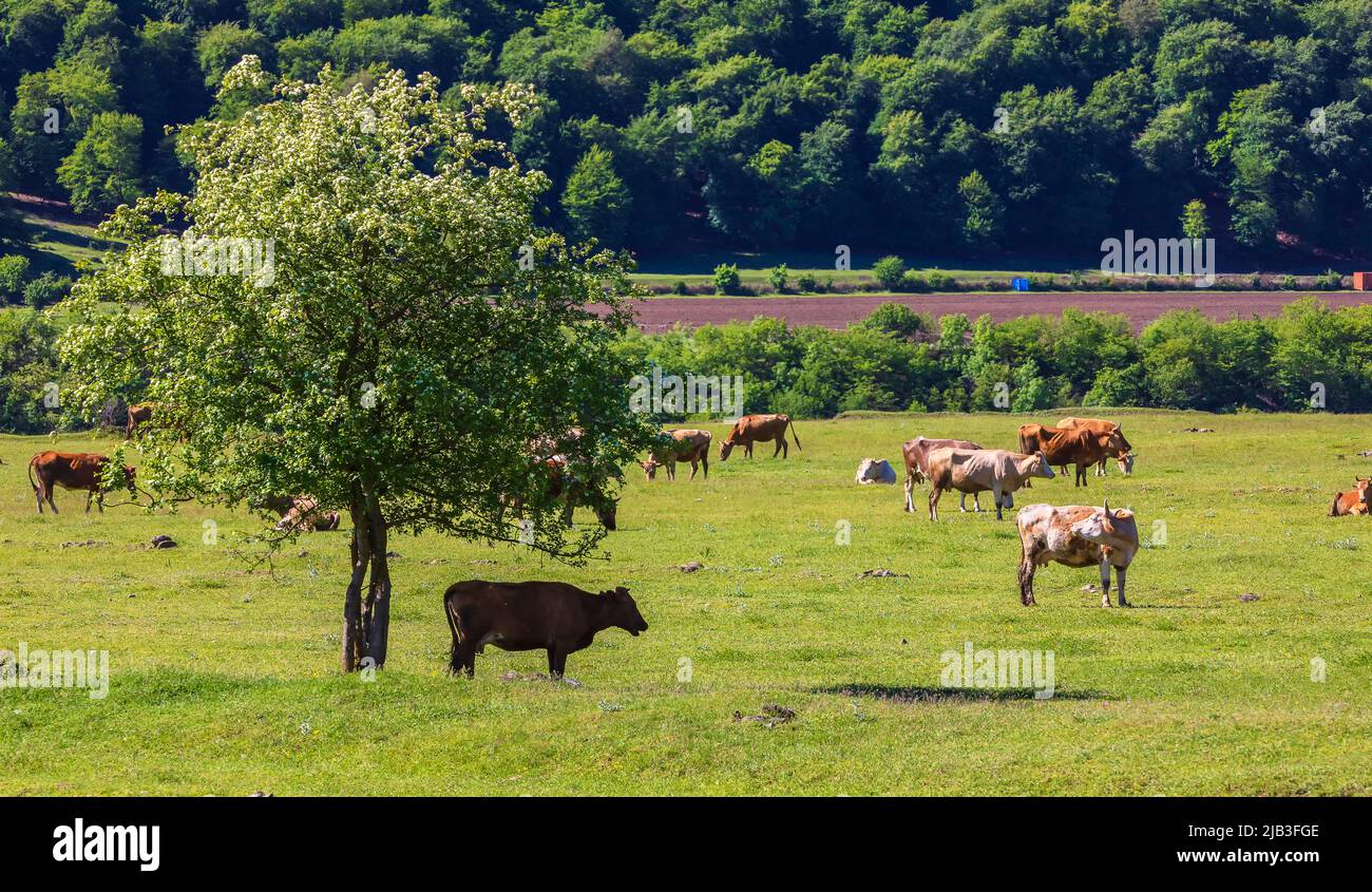 Grazing cows on the lawn Stock Photo - Alamy