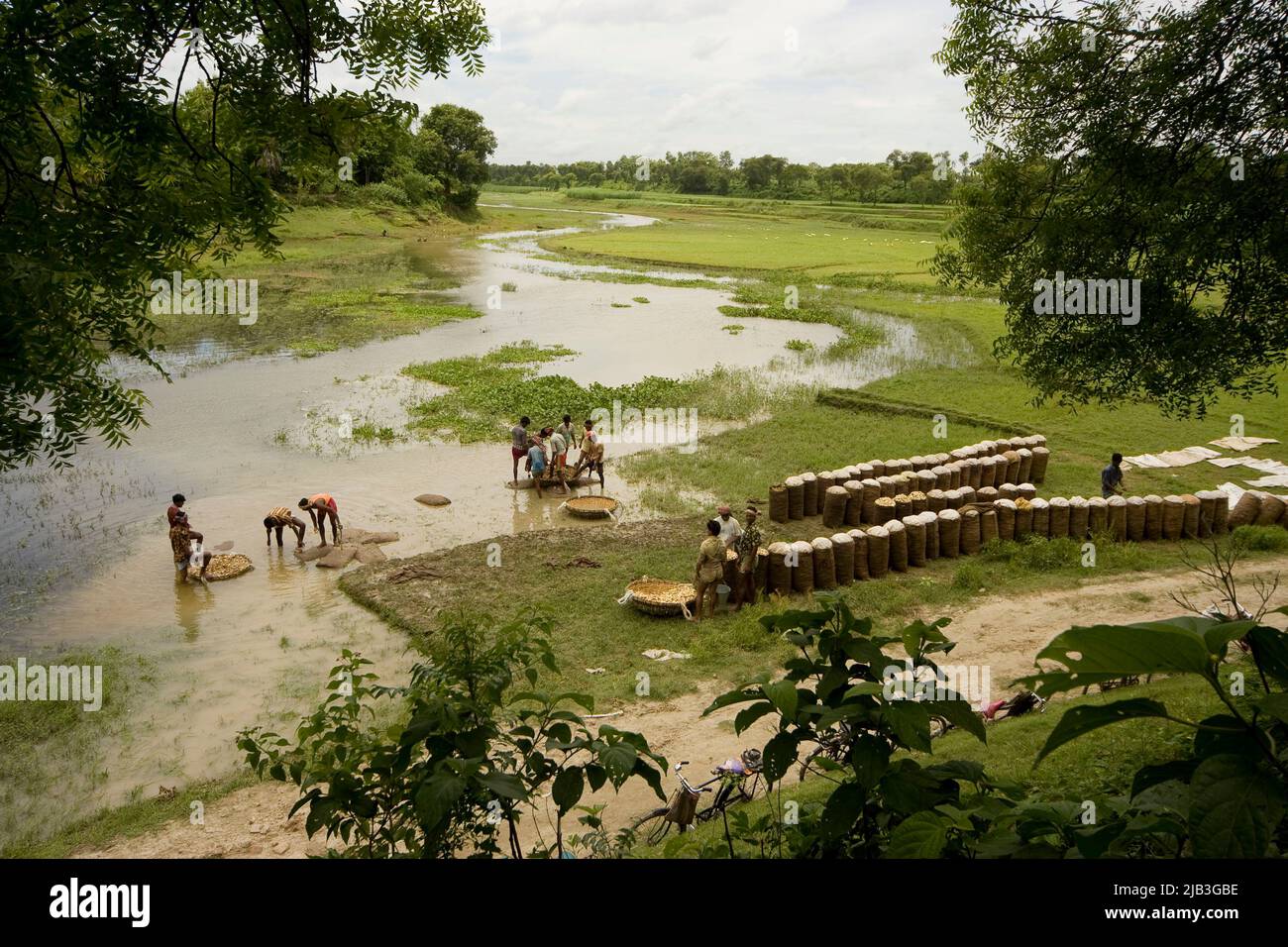 Farmers washing sprouts of aurum before taking them to the village ...