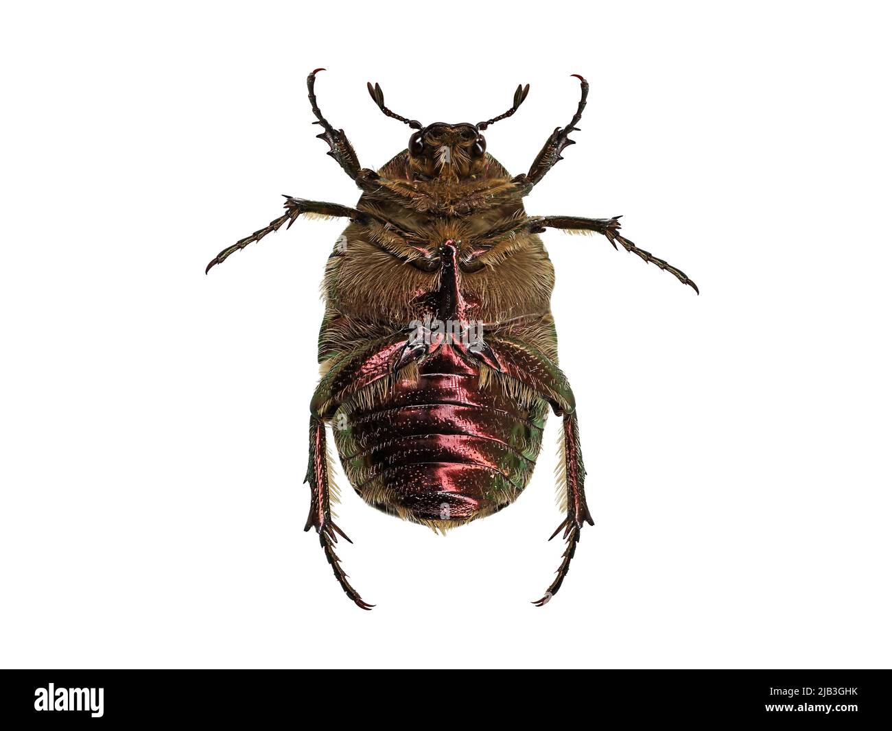 Underside of a rose chafer, Cetonia aurata, isolated on white ...