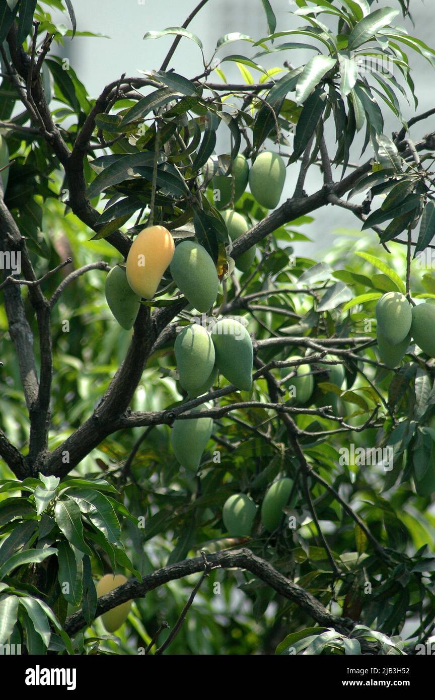 A mango tree full of mangos. Bangladesh Stock Photo - Alamy
