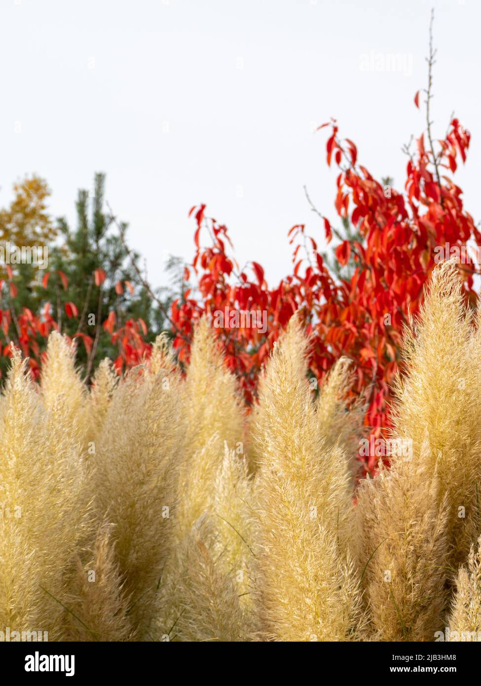 Miscanthus grass, ears of grass. High quality photo Stock Photo - Alamy