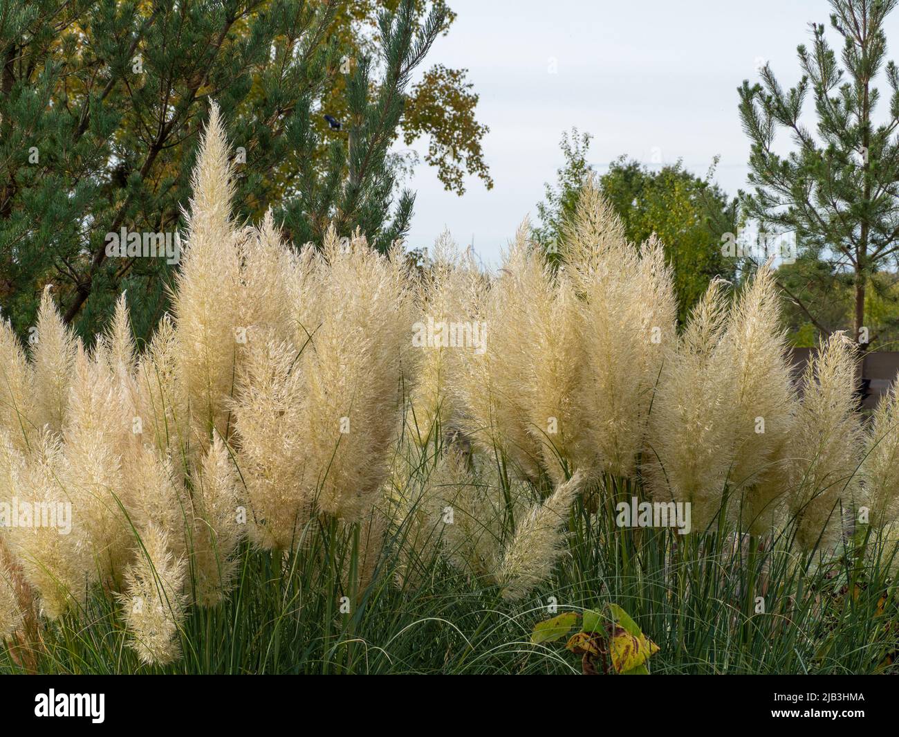 Miscanthus grass, ears of grass. High quality photo Stock Photo - Alamy