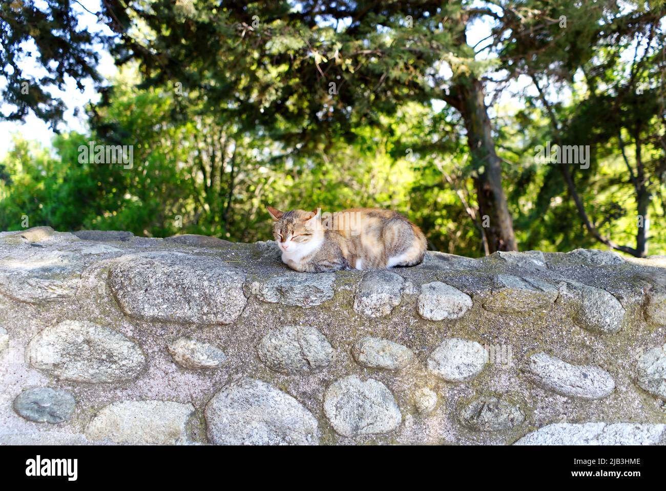 The cat is resting on a stone fence in the shade under a tree. Greece ...