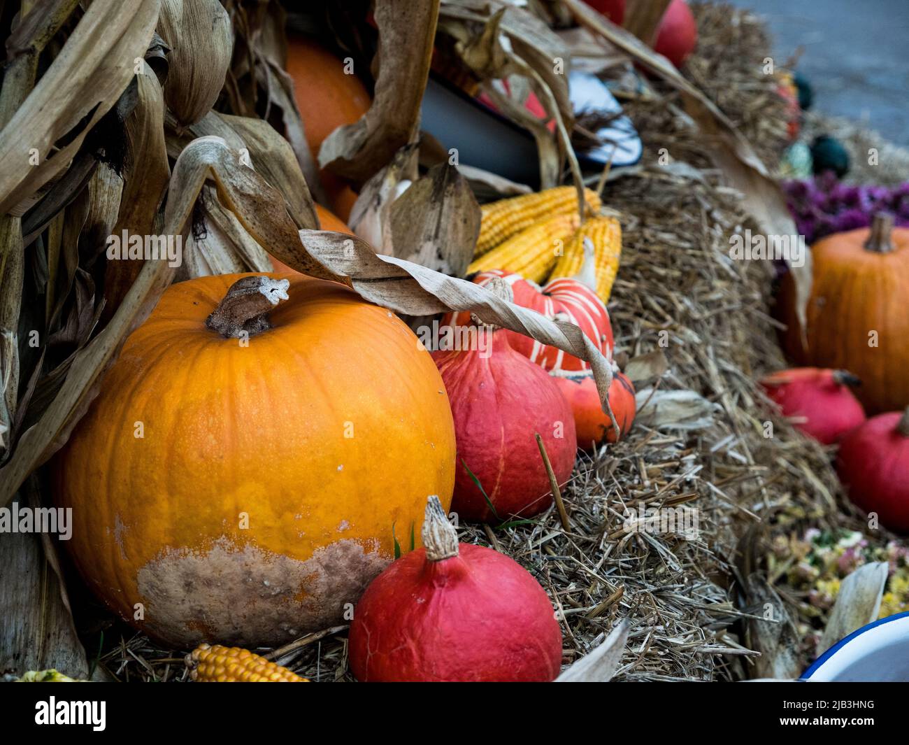Multi color pumpkins hi-res stock photography and images - Alamy