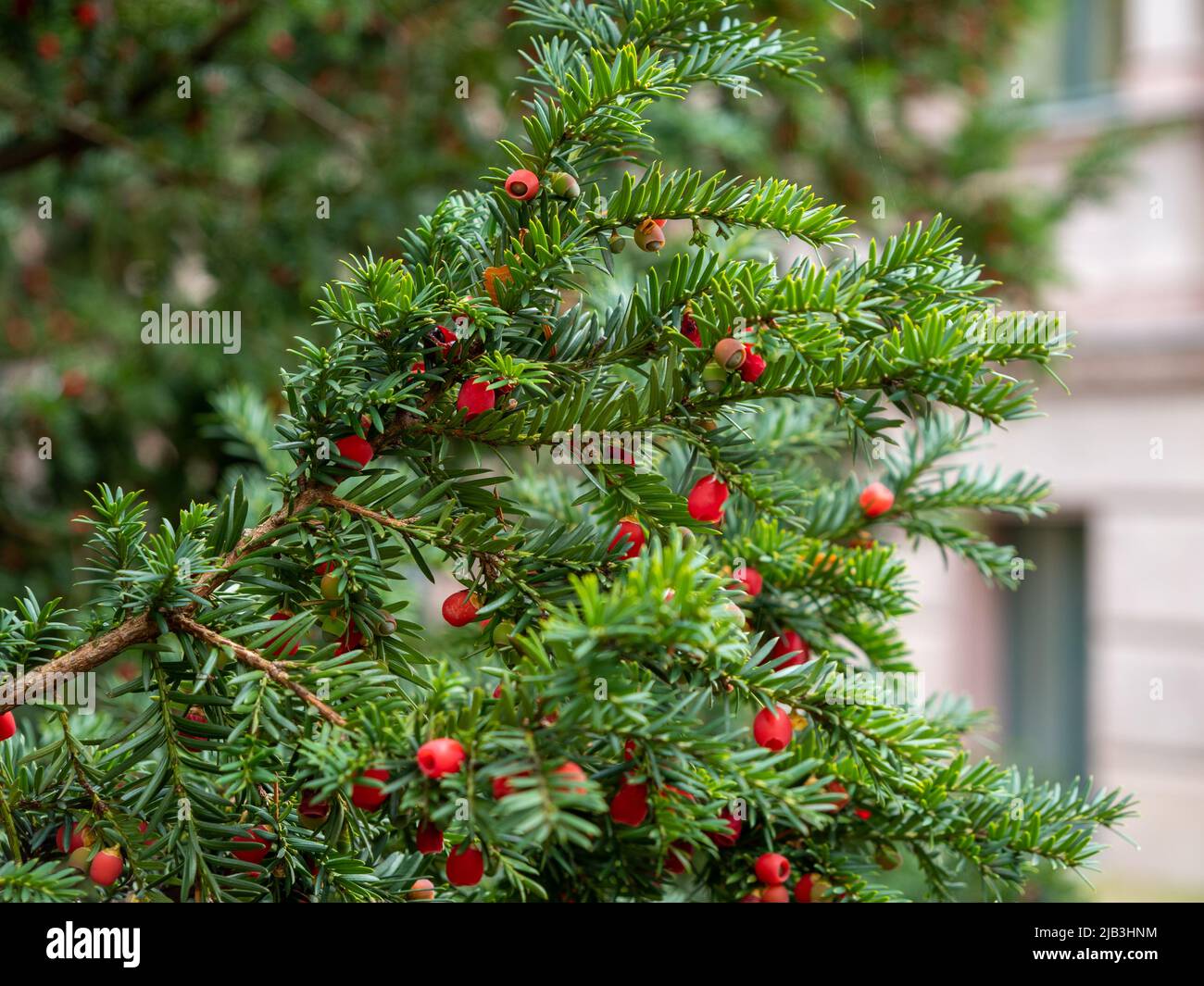 Yew berry. Bright red yew berries on young branches of a green bush ...