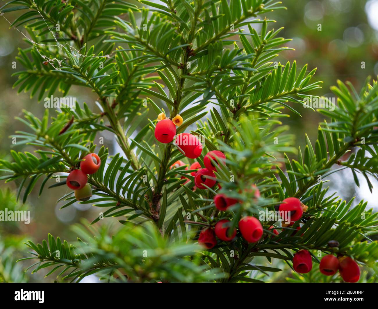 Yew berry. Bright red yew berries on young branches of a green bush ...