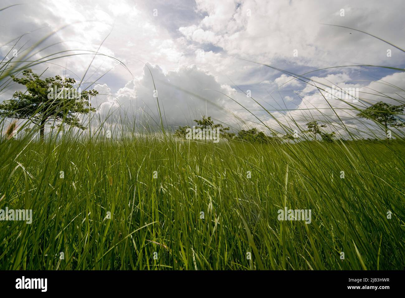Meherpur hi-res stock photography and images - Alamy