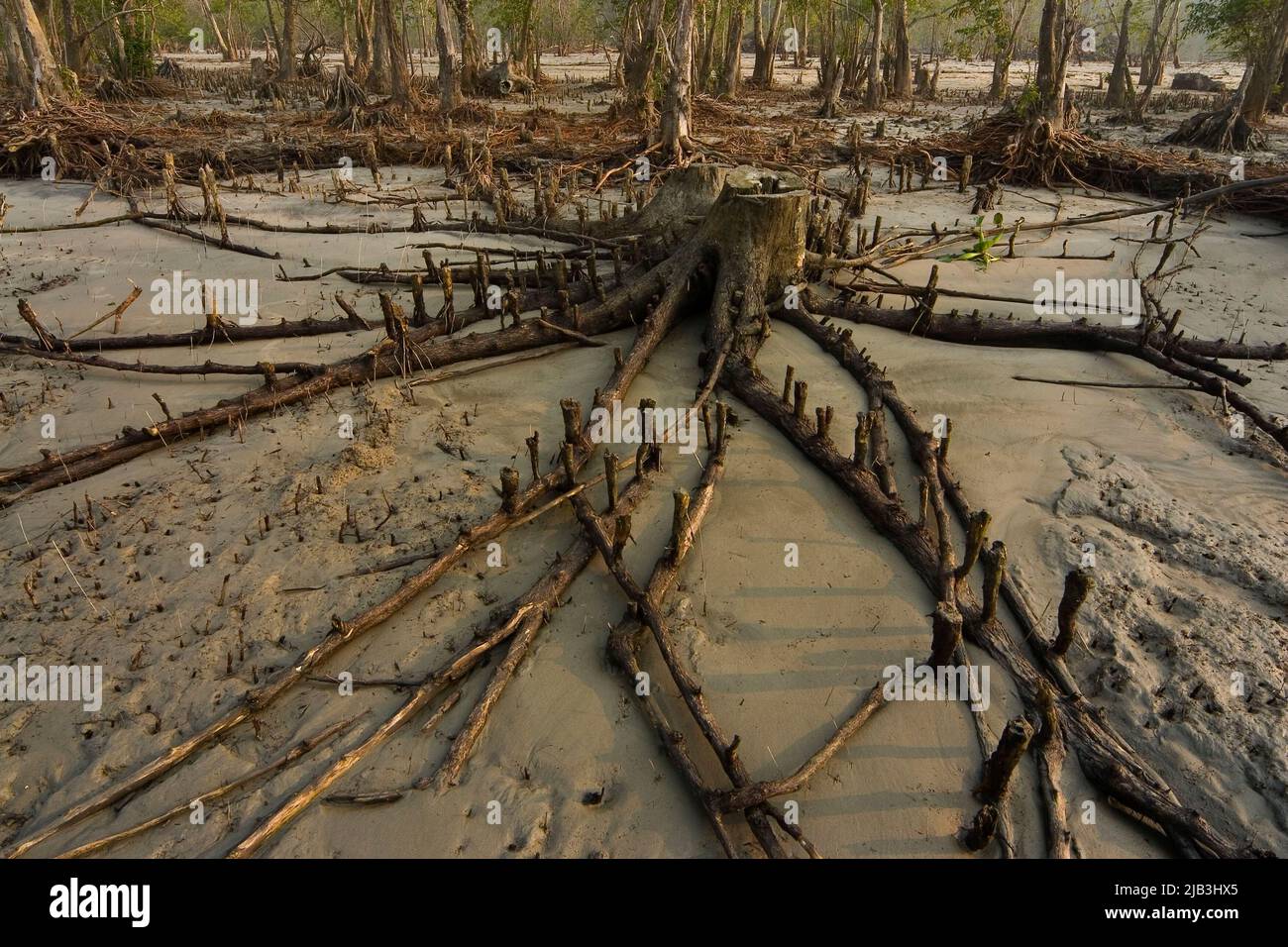 Al though three fourth of Dhal Char is covered with mangrove forest but ...
