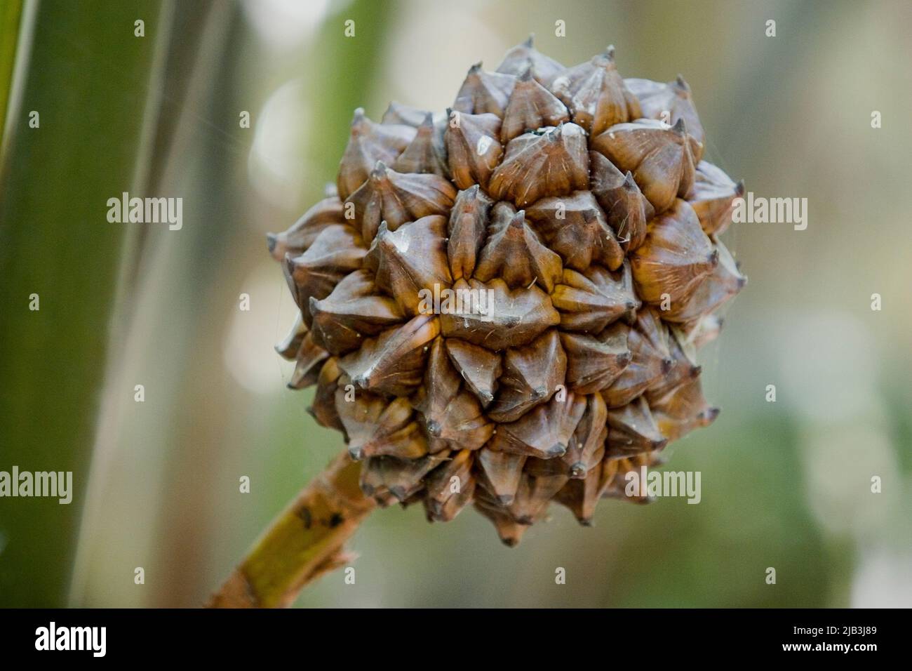 Nipa Palm (Golpata) Fruits:that produces vinegar and alcohol (locally ...