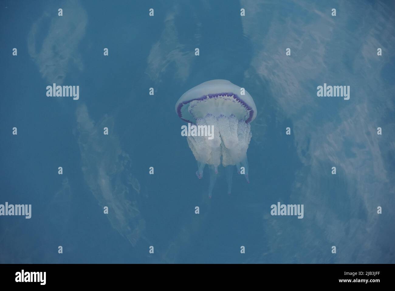 Jellyfish near surface sea in hi-res stock photography and images - Alamy