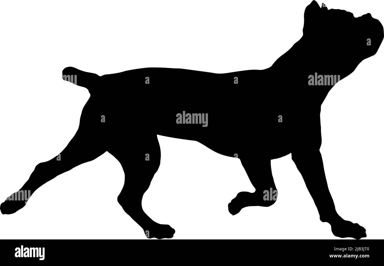 Running cane corso Cut Out Stock Images & Pictures - Alamy