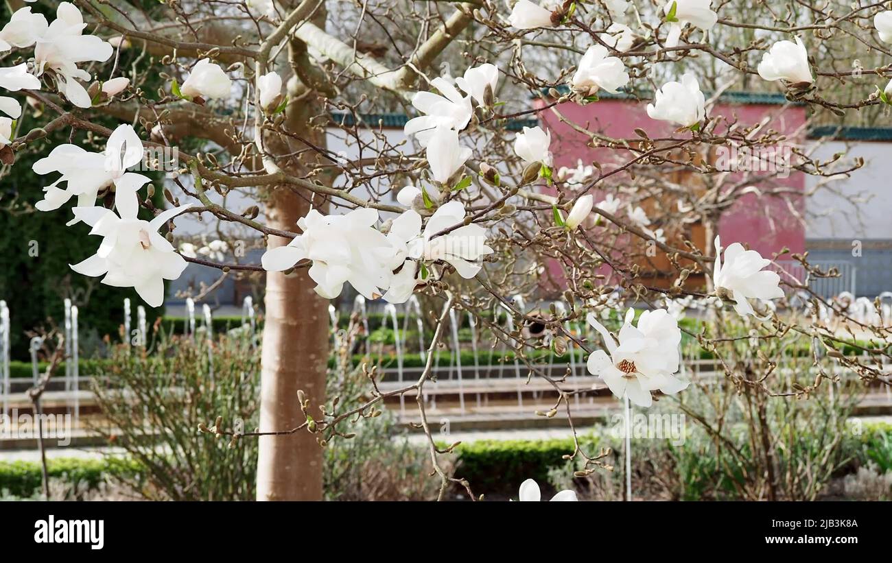 Springtime footage blooming magnolia tree hi-res stock photography and ...