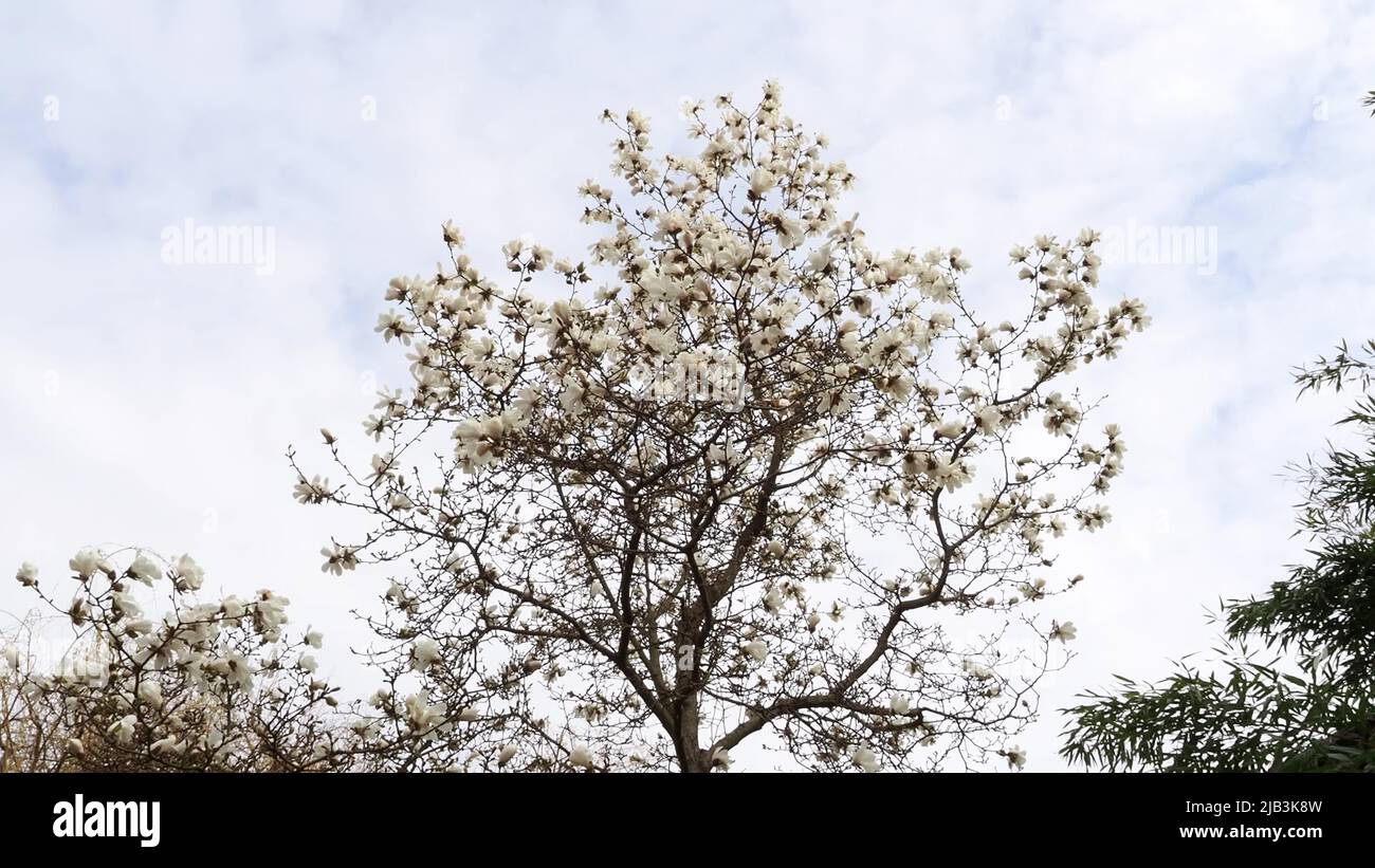 Springtime footage blooming magnolia tree hi-res stock photography and ...