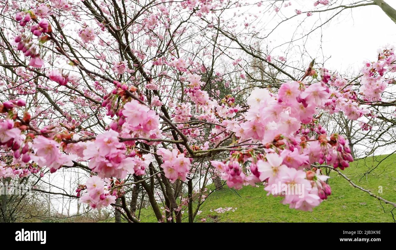 Blooming cherry tree in spring, beautiful cherry flower branches. High ...