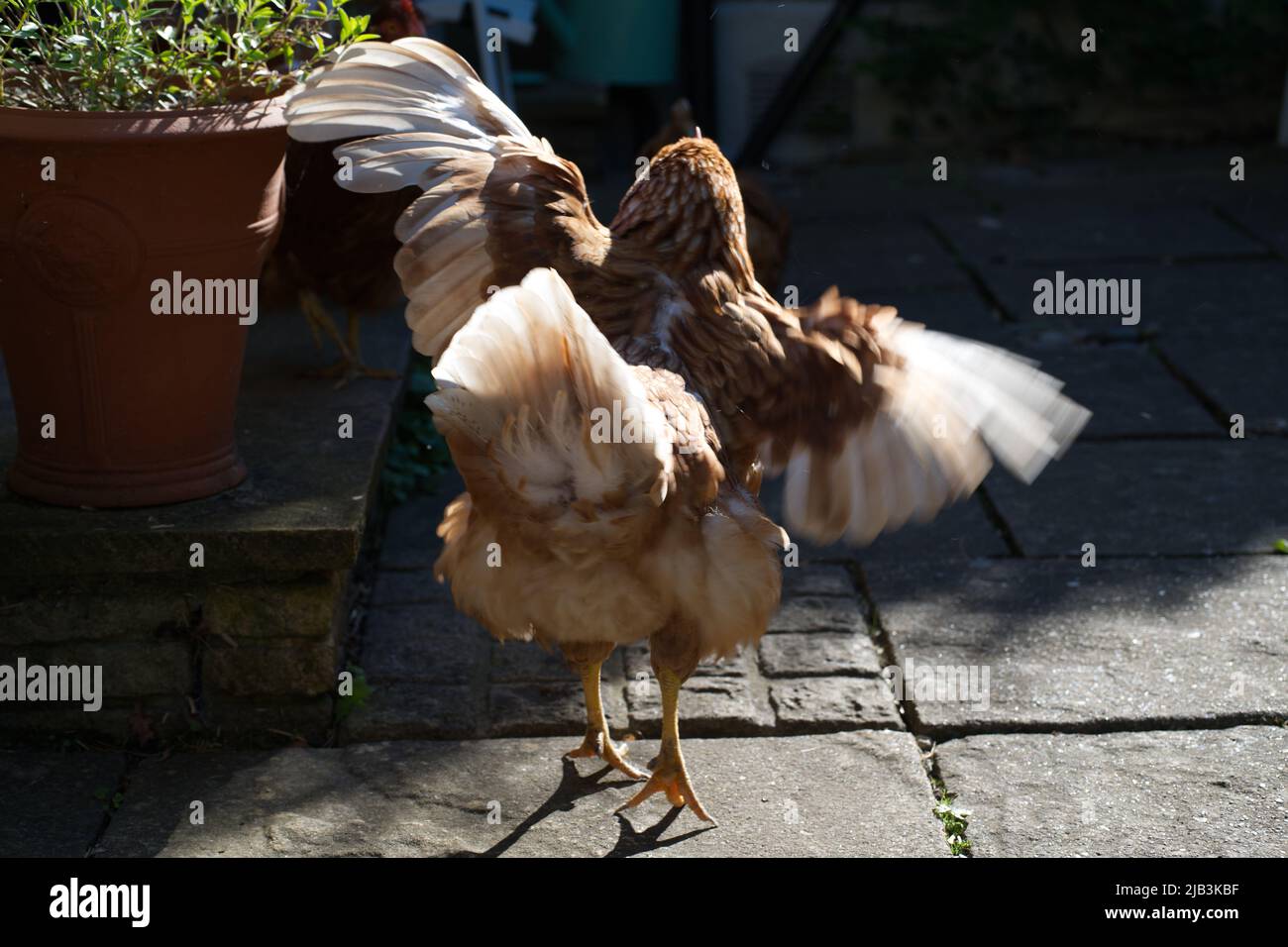 Chicken flapping wings hi-res stock photography and images - Alamy