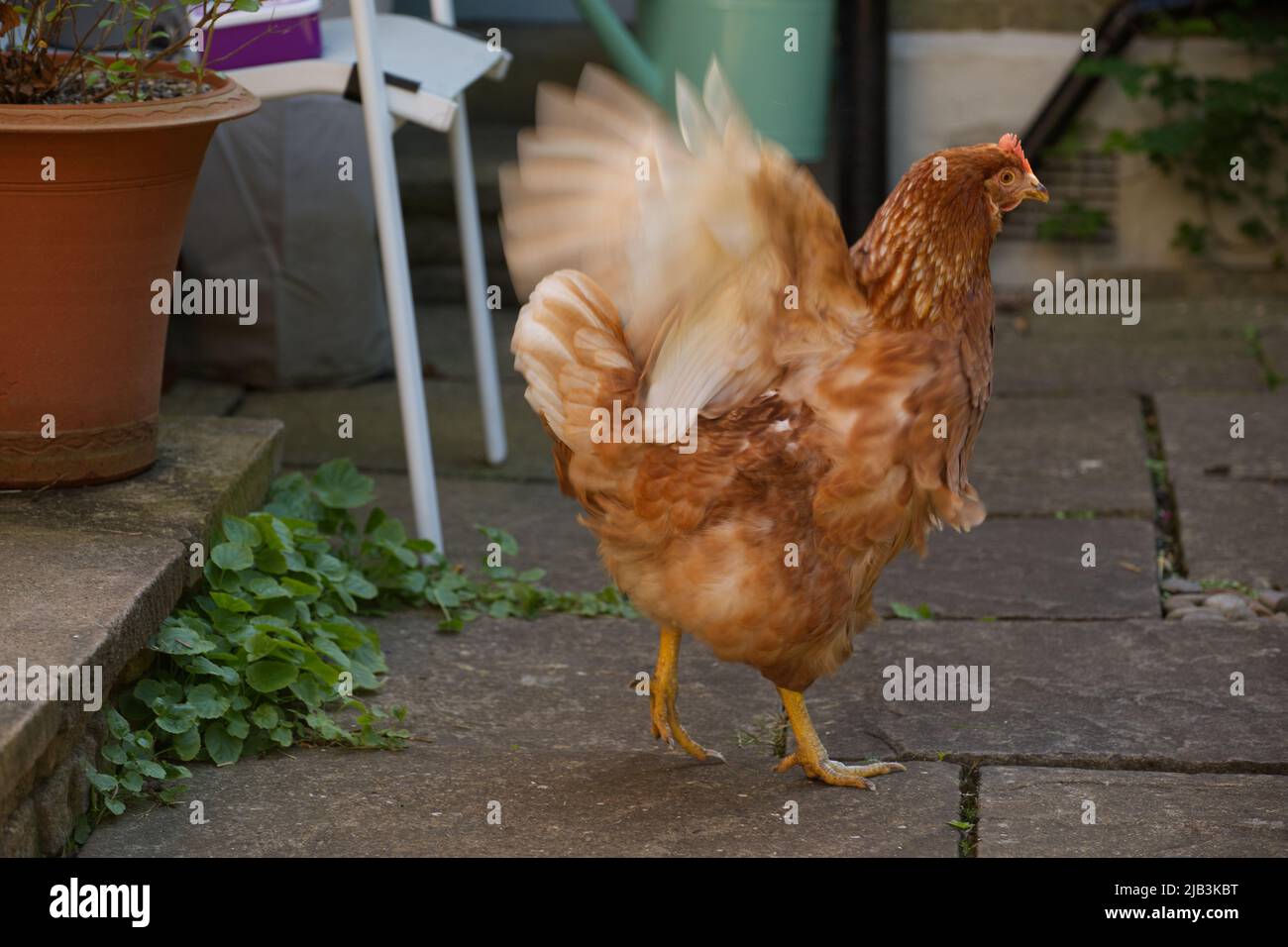 Chicken flapping wings hi-res stock photography and images - Alamy