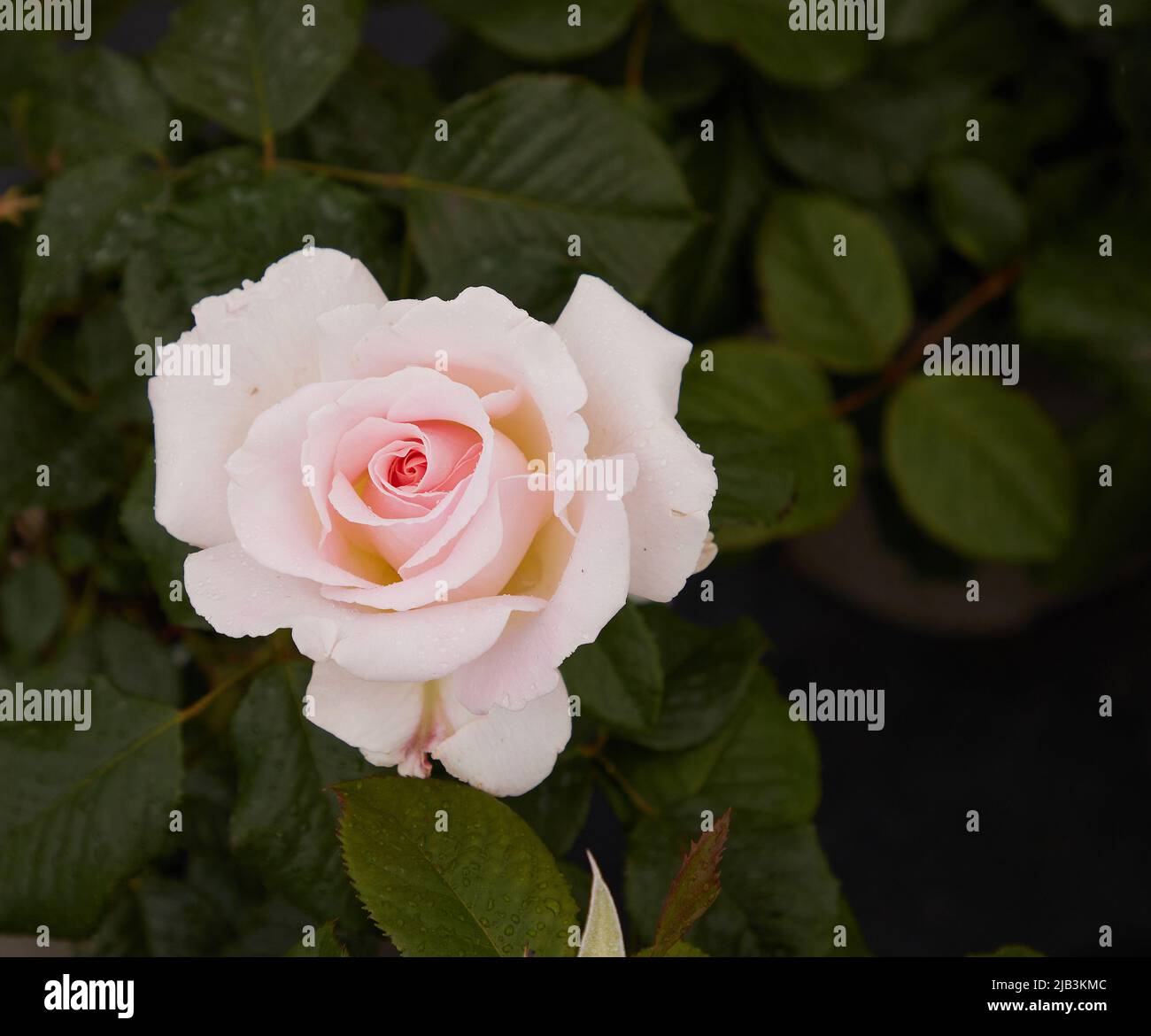 Close up of Rosa Samaritan, a Hybrid Tea rose, seen outdoors in the ...