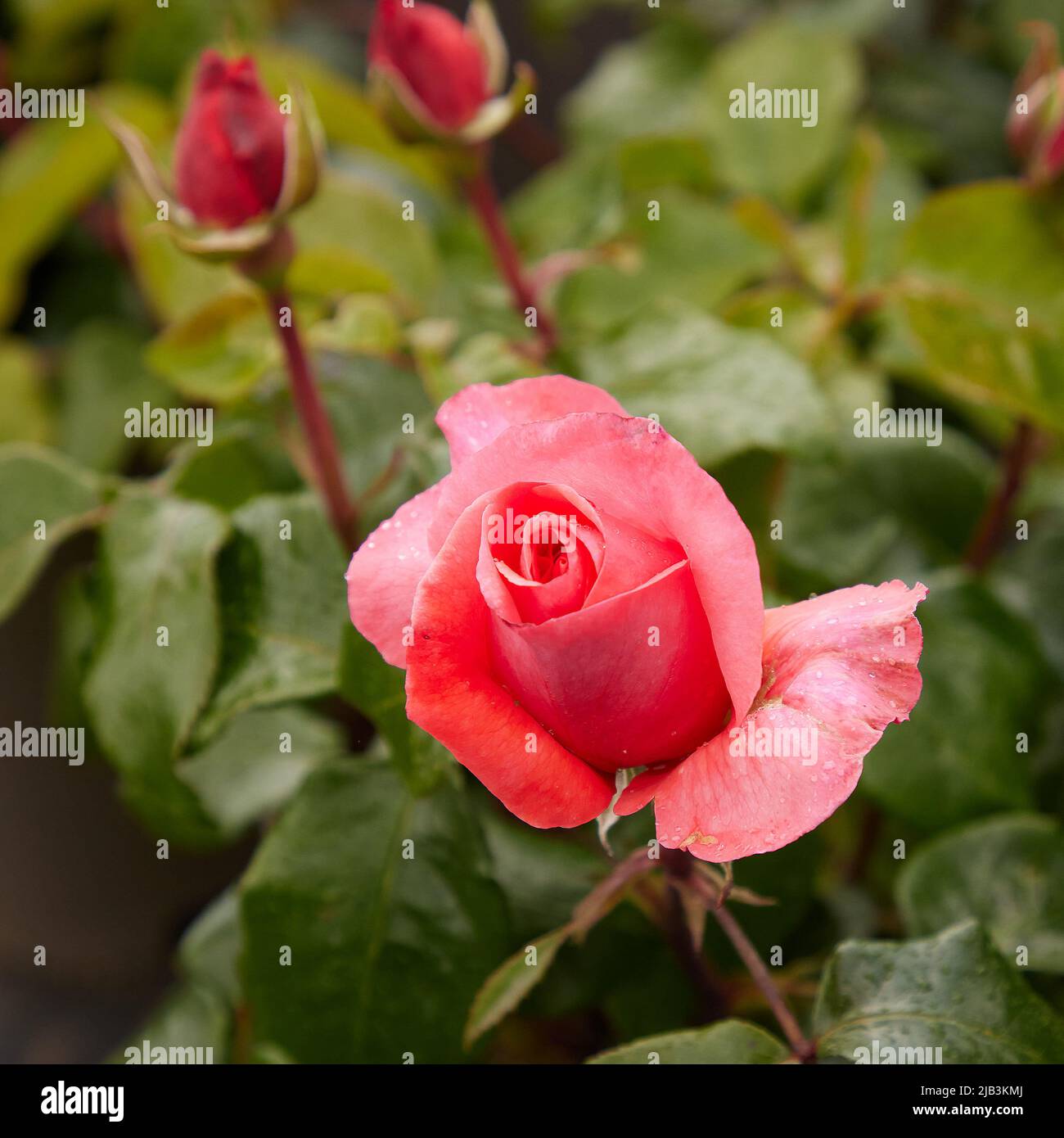 Close up of Rosa Special Anniversary, a Hybrid Tea rose, seen outdoors ...