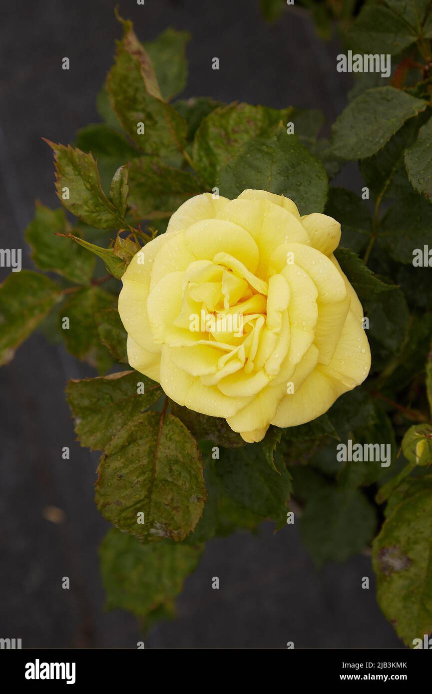 Koresia hi-res stock photography and images - Alamy