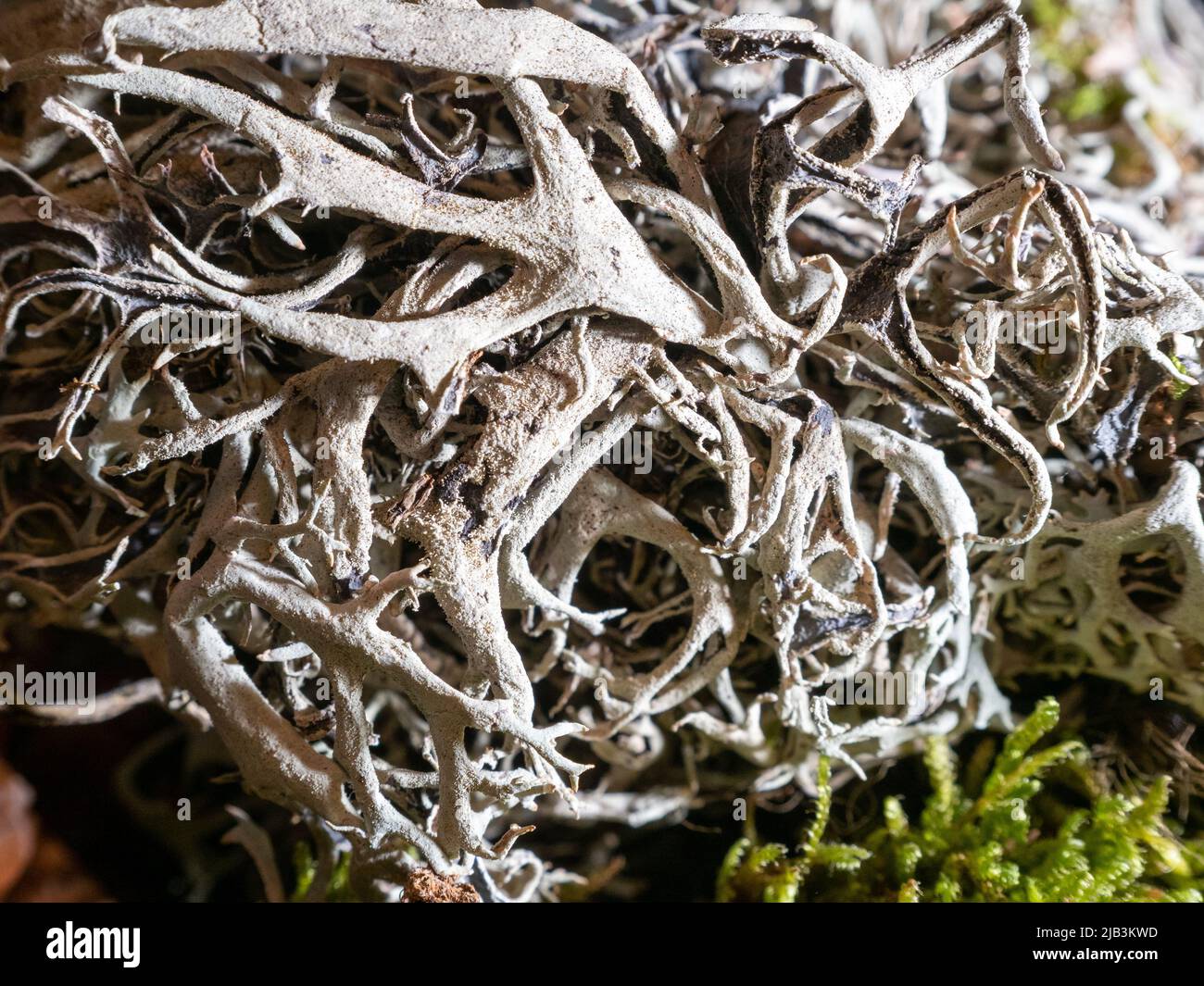 A beautiful strip of green moss on the ground. High quality photo Stock ...