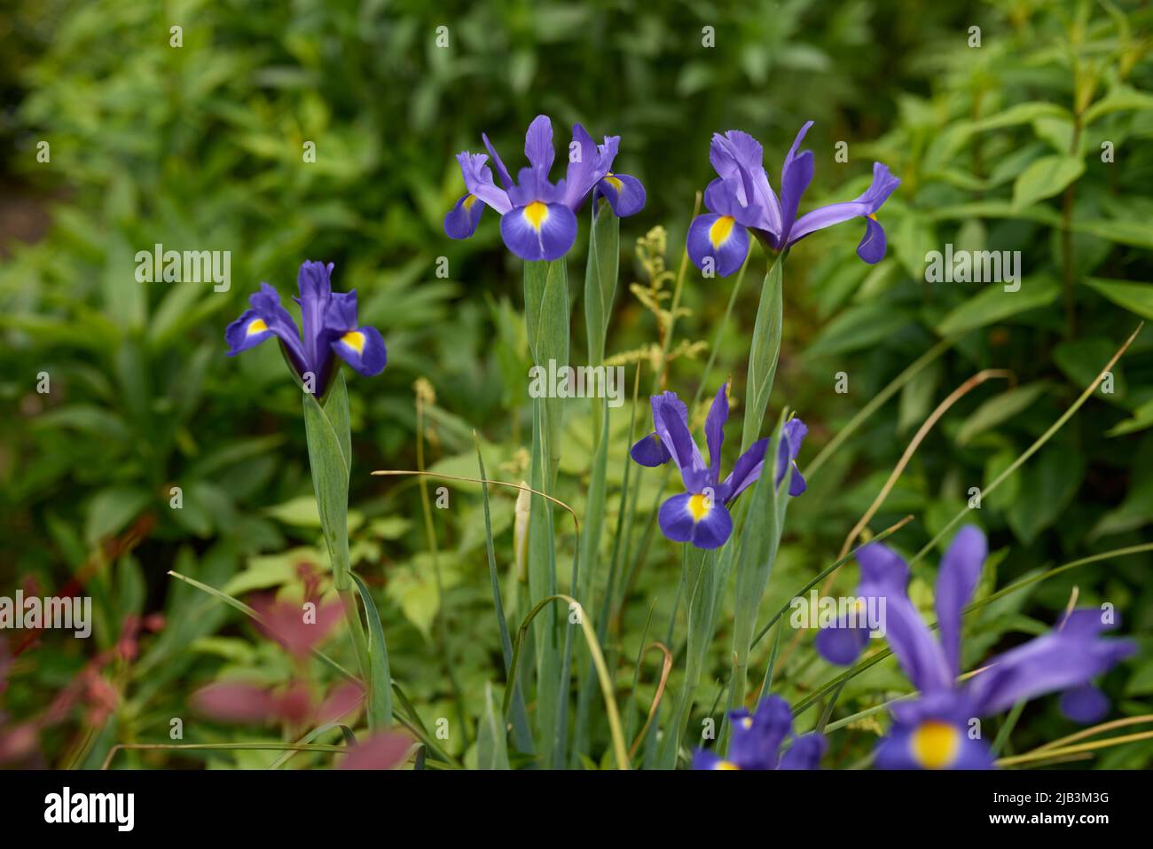 Dutch iris, Iris hollandica Purple and yellow flowers with soft focus ...