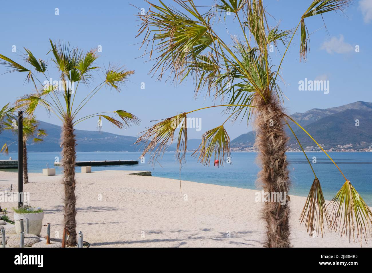 empty sandy sunny beach with palm trees landscape in a row on blue and ...