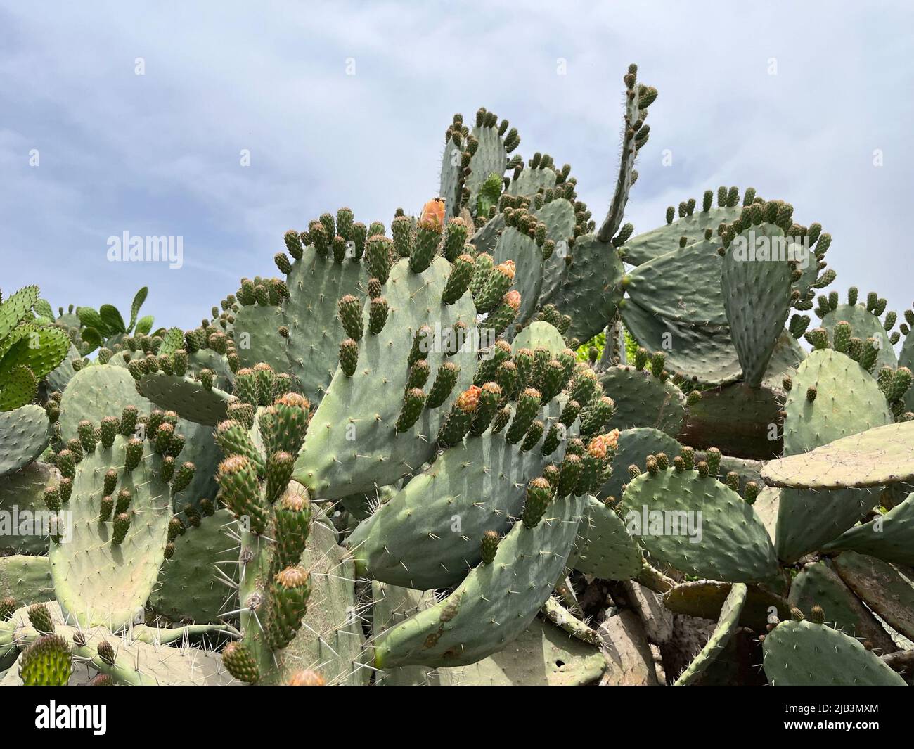 cactus thickets of the same species in the open air for background ...