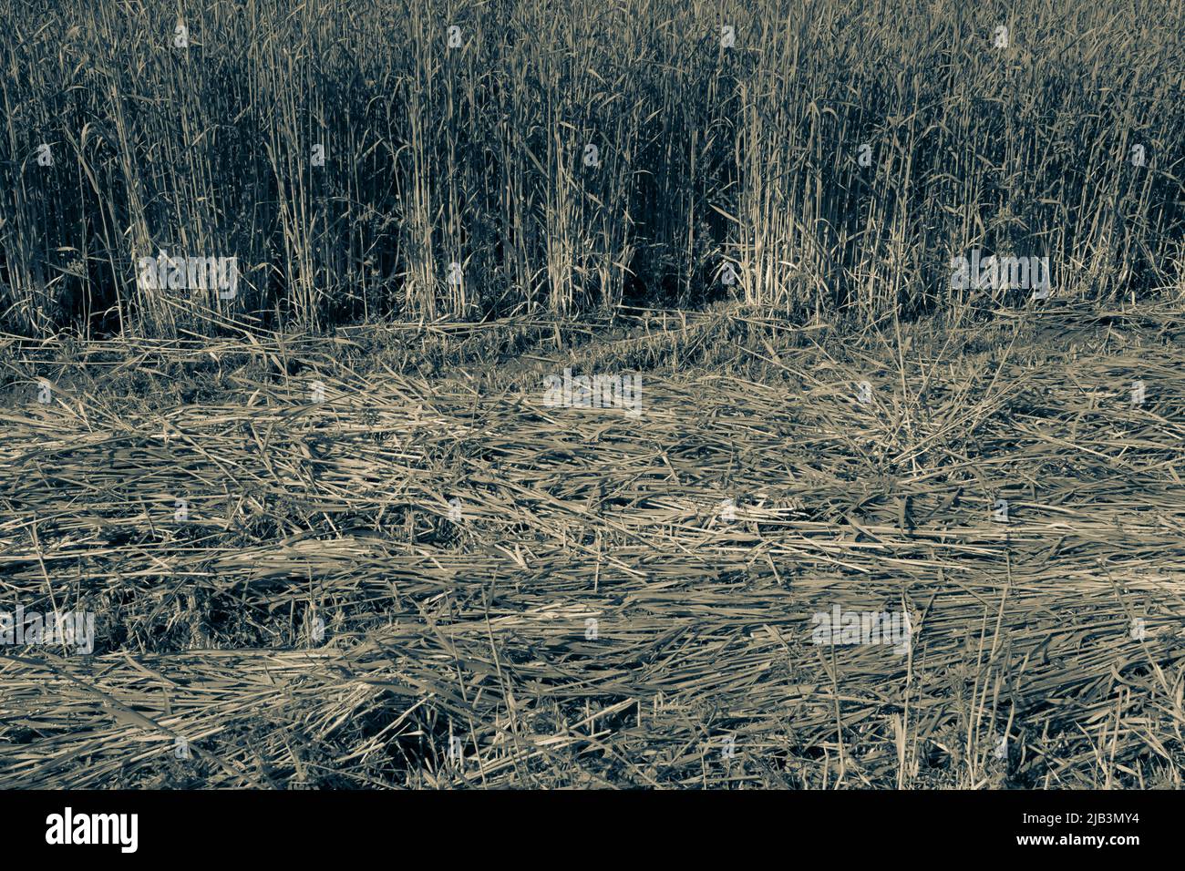 Landscape of field of mown grass. Art grass background. Natural texture ...