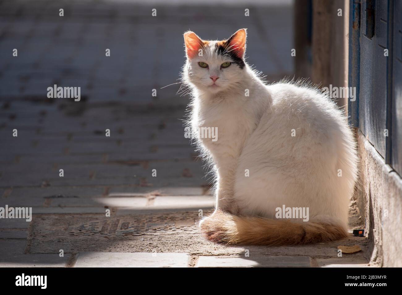 street cat in the madina of Essaouira, Essaouira, morocco, africa Stock ...