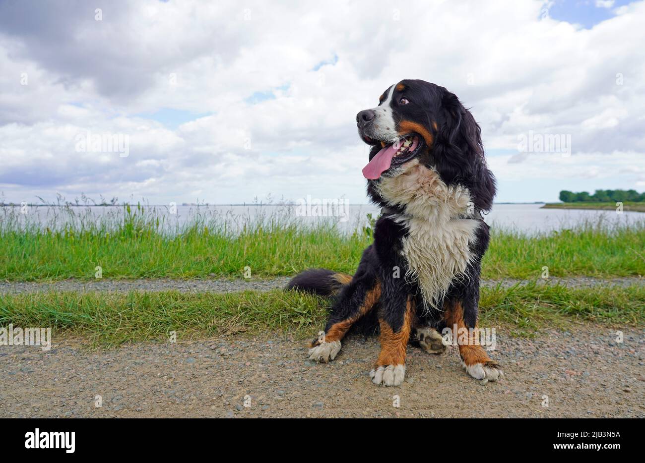 Bernese Mountain Dog sitting by the river Stock Photo - Alamy